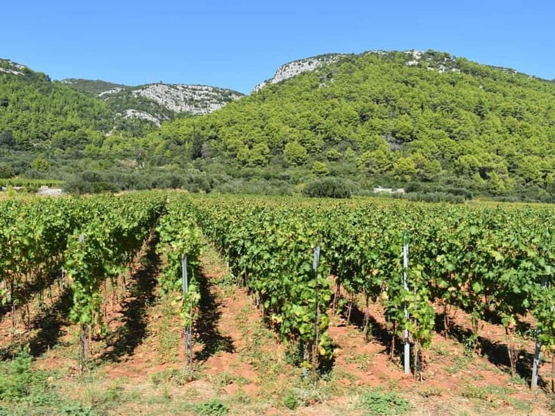 From Korcula Town: Local Wine & Sightseeing Half-Day Tour - In The Sum Up: Who Is This Tour Perfect For?