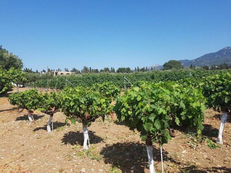 From Kos: Tour of 2 Wineries with Wine Tasting & Small Bites - Discovering Kos Through Its Wineries: A Deep Dive into the 2-Winery Tour
