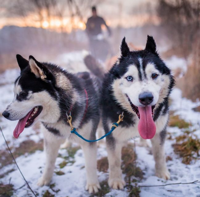 From Krakow: Dogsled Ride in Tatra Mountain - From Krakow: Dogsled Ride in Tatra Mountain – A Complete Guide