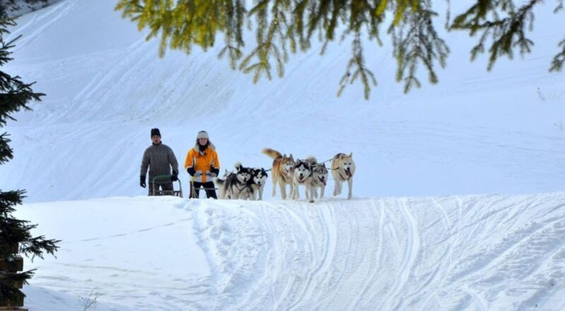 From Krakow: Dogsled Ride in Tatra Mountain - A Deep Dive into the Tatra Mountain Dogsled Experience