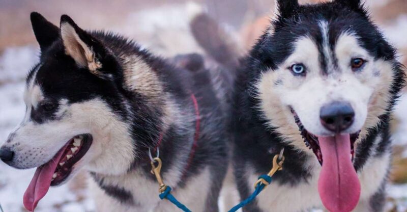 From Krakow: Dogsled Ride in Tatra Mountain - Who Is This Experience Best For?