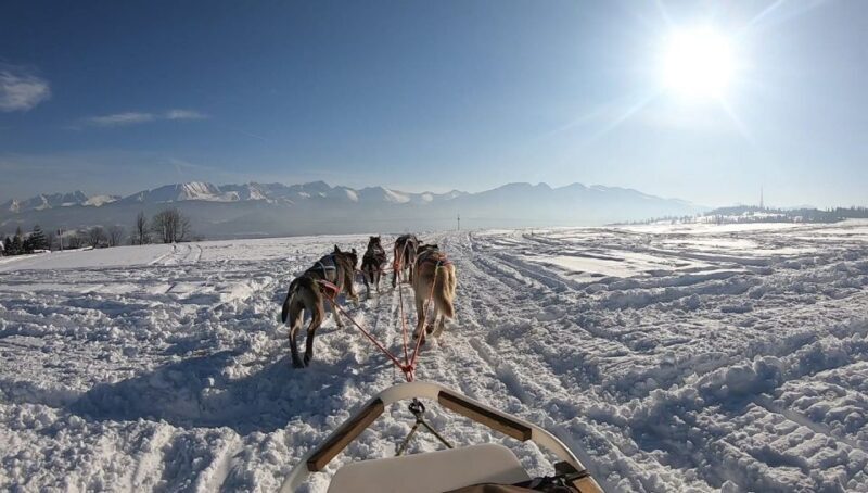 From Krakow: Dogsled Ride in Tatra Mountain - Final Thoughts