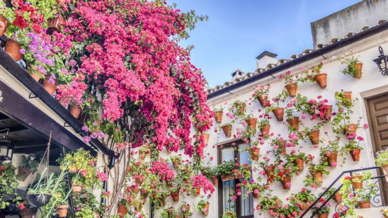 From la Costa del Sol: One Day in Córdoba + Mezquita - Who Should Consider This Tour?