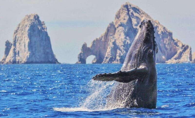 From La Paz: Puerto Chale Gray Whale Watching Tour - An In-Depth Look at the Tour Experience