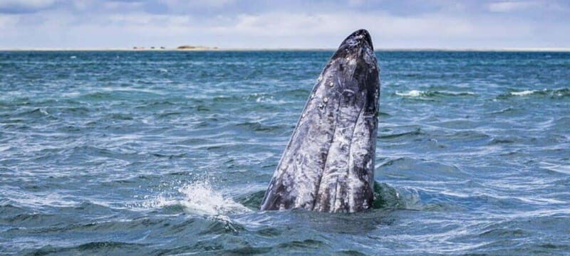 From La Paz: Puerto Chale Gray Whale Watching Tour - FAQ