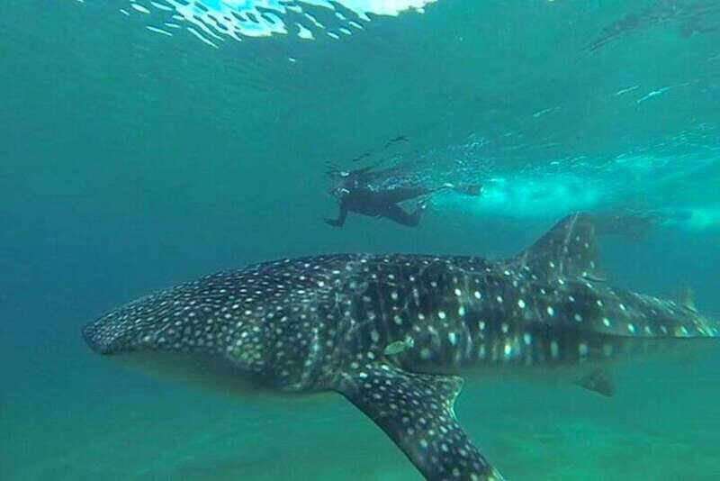From La Paz: Whale Sharks, Sea Lions & Balandra Beach Combo - A Closer Look at the Sea of Cortez Combo Tour