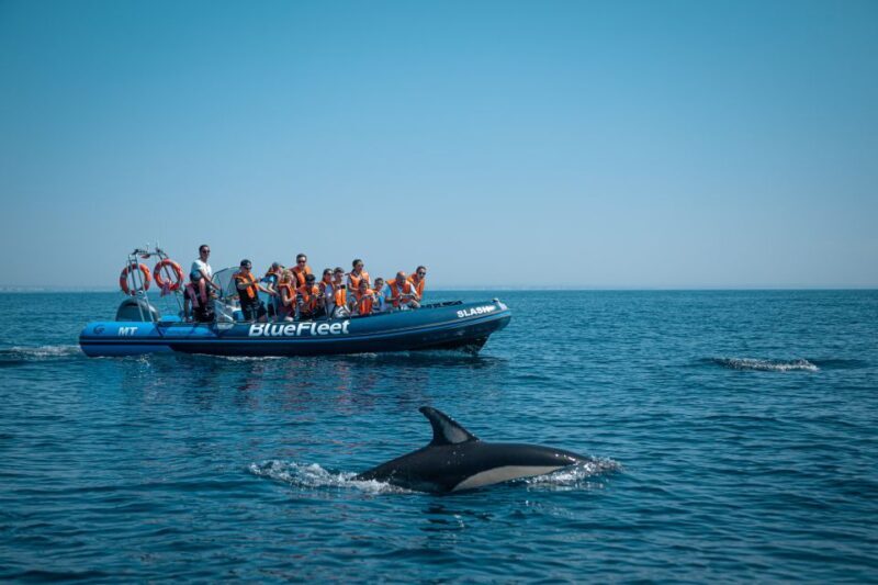 From Lagos: Dolphin Watching Boat Trip w/Marine Biologists - Key Points