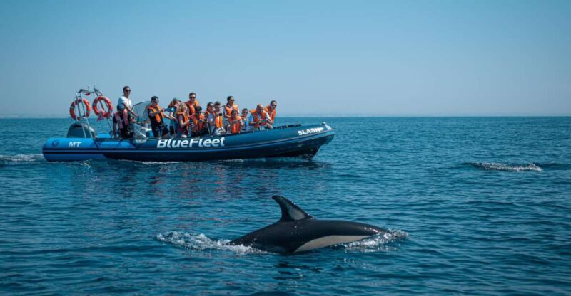 From Lagos: Dolphin Watching Boat Trip w/Marine Biologists - What to Expect from the Dolphin-Watching Experience