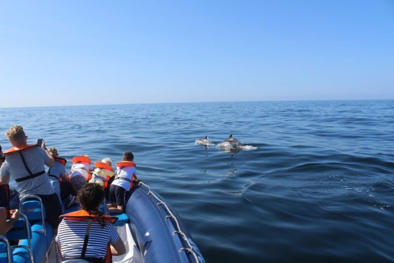From Lagos: Dolphin Watching Boat Trip w/Marine Biologists - The Overall Experience