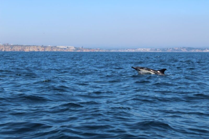 From Lagos: Dolphin Watching Boat Trip w/Marine Biologists - Who Should Consider This Tour?