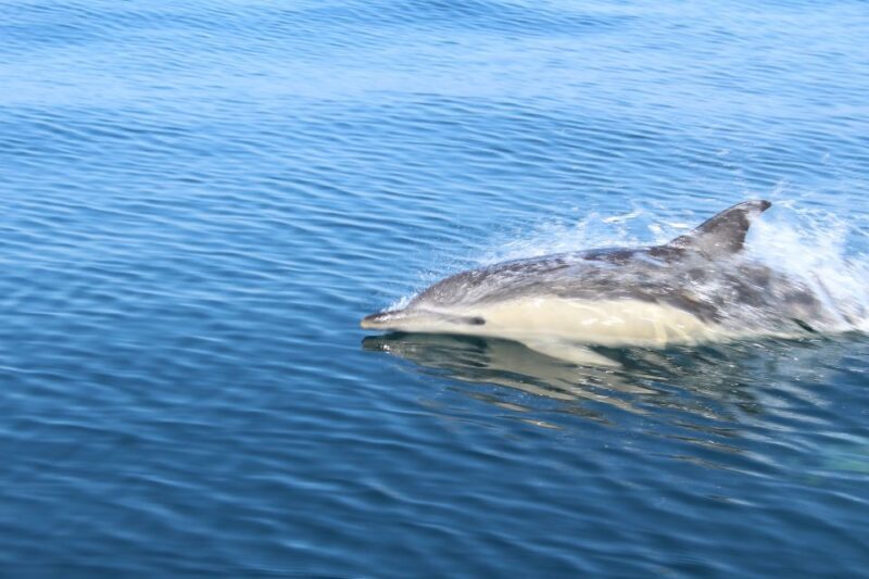 From Lagos: Dolphin Watching Boat Trip w/Marine Biologists - Final Thoughts