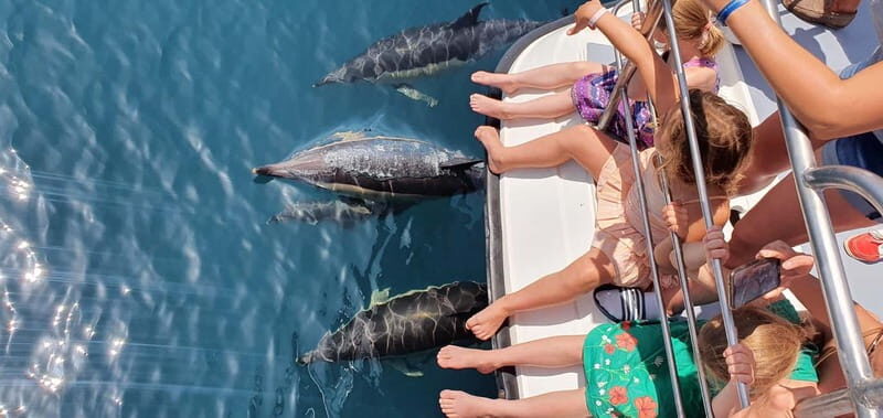 From Lagos: Dolphin Watching Catamaran Cruise - Key Points