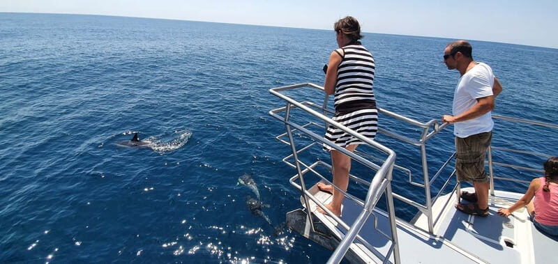 From Lagos: Dolphin Watching Catamaran Cruise - FAQs