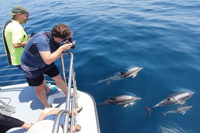 From Lagos: Dolphin Watching Cruise on a Catamaran - The Itinerary and Experience  