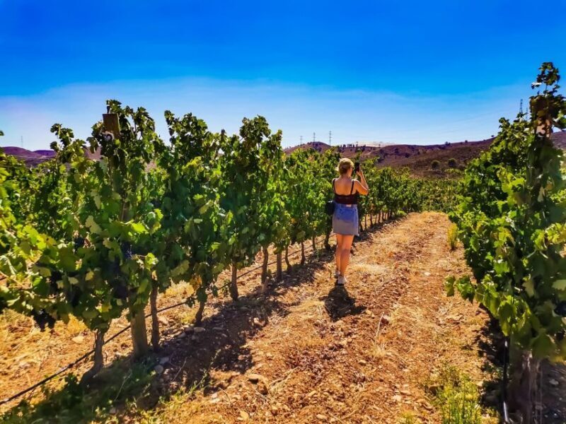 From Lagos: Small-Group 4-Hour Wine Tasting Tour - FAQ