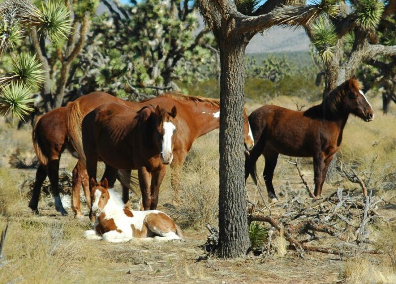 From Las Vegas: Grand Canyon West 5-in-1 Tour with Rim Lunch - Authentic Experiences and Cultural Insights
