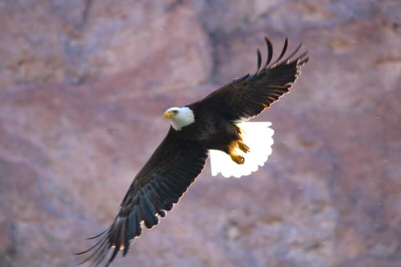 From Las Vegas: Kayak Rental to Emerald Cave Colorado River - Authentic Experiences from Travelers