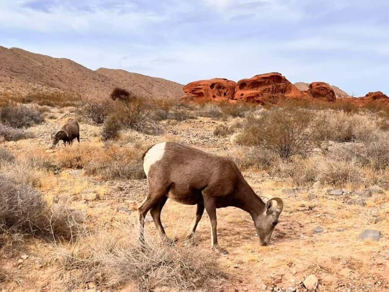 From Las Vegas: Valley of Fire State Park Guided Day Tour - The Experience and Guide Highlights