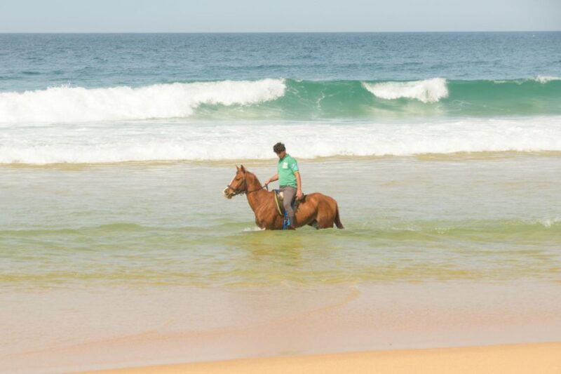 From Lisbon: Horseback Riding on Comporta Beach - Experience Overview: What Makes This Tour Special