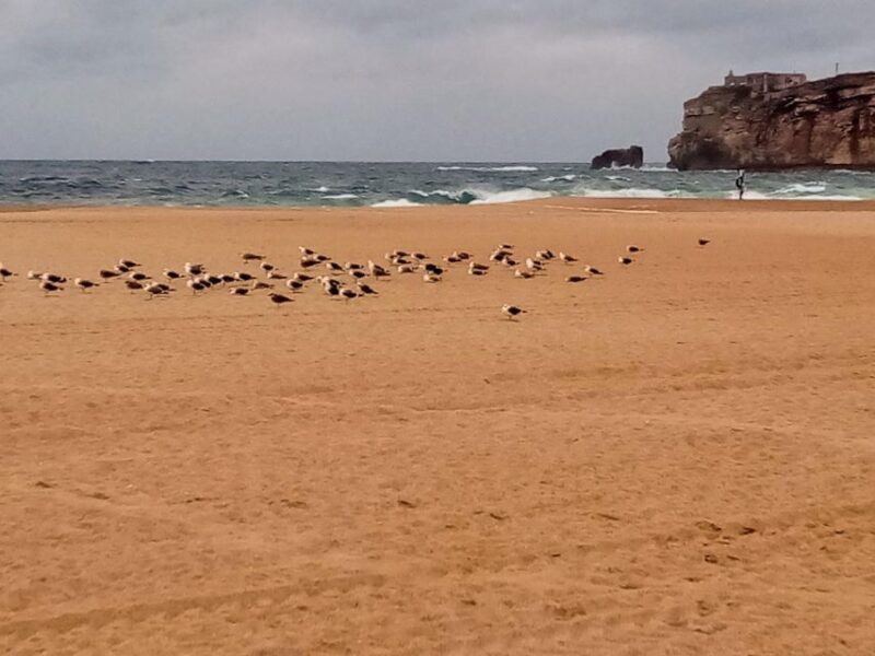 From Lisbon: Nazare and Sintra Private Tour - Authentic Insights from Reviews