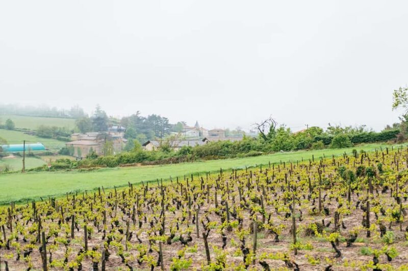 From Lyon: Golden Stones Beaujolais Wine Tasting Tour - Who Will Love This Tour?
