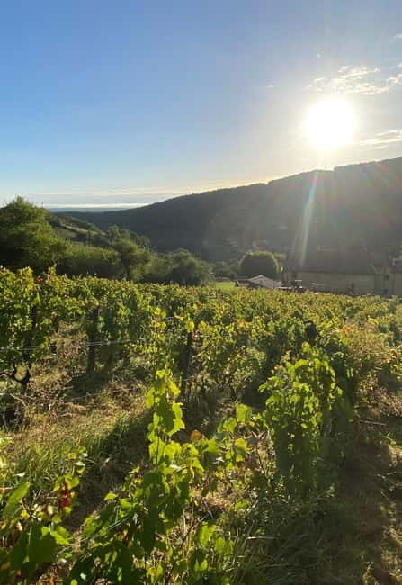 From Lyon: Private Beaujolais Tour, Tastings & Restaurant - The Experience in Detail