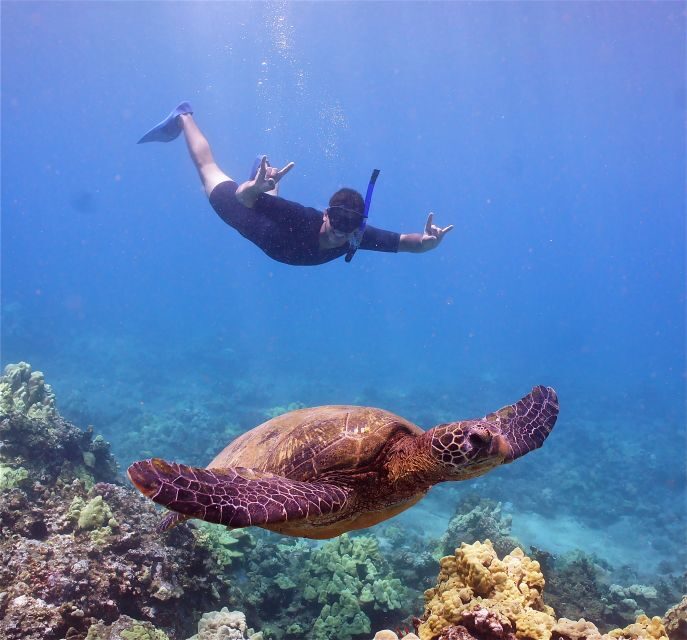 From Ma'alaea: AM Turtle Town Snorkel Aboard Quicksilver - Practical Details: What You Need to Know