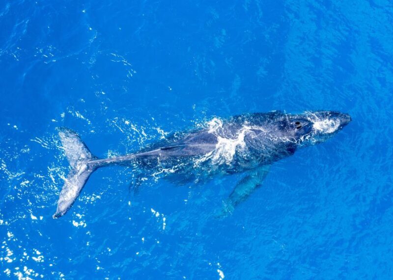 From Maalaea: Whale Watching Catamaran Cruise with Drinks - The Overview: What’s Included and What to Expect