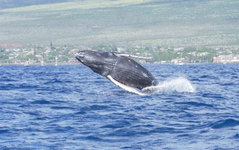 From Maalaea: Whale Watching Catamaran Cruise with Drinks - Why This Tour Stands Out