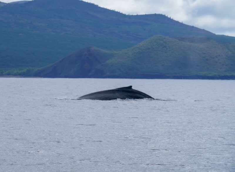 From Maalaea: Whale Watching Catamaran Cruise with Drinks - Final Thoughts: Who Will Love This Experience?