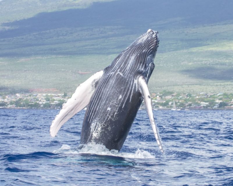 From Maalaea: Whale Watching Catamaran Cruise with Drinks - FAQs