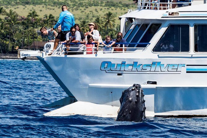 From Maalaea: Whale Watching Tour Aboard the Quicksilver - An In-Depth Look at the Whale Watching Experience
