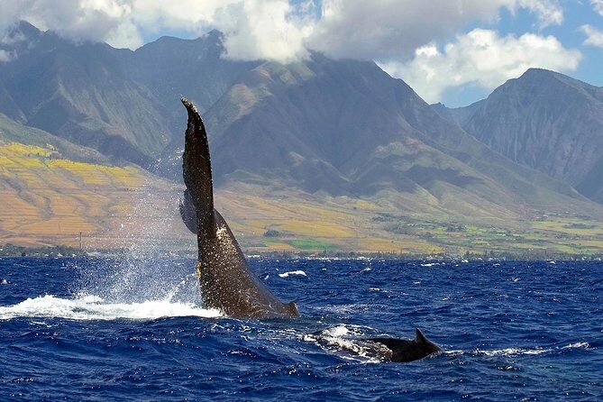 From Maalaea: Whale Watching Tour Aboard the Quicksilver - Is This Tour Right for You?