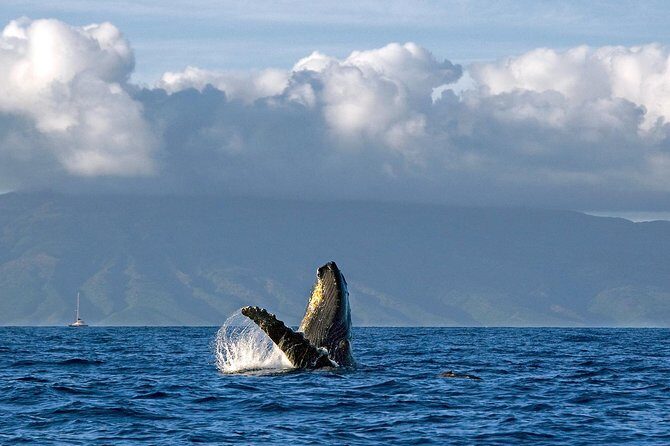 From Maalaea: Whale Watching Tour Aboard the Quicksilver - FAQ