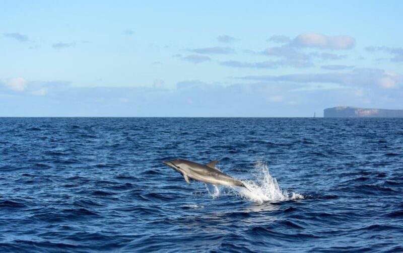 From Machico: Madeira Whale and Dolphin Watching Boat Tour - What to Expect on the Madeira Whale and Dolphin Tour
