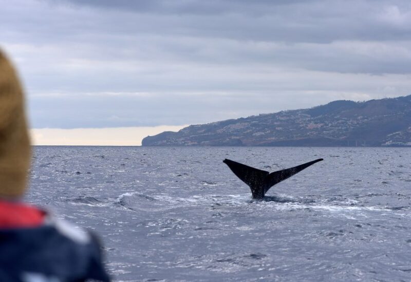 From Machico: Madeira Whale and Dolphin Watching Boat Tour - Detailed Breakdown of the Itinerary