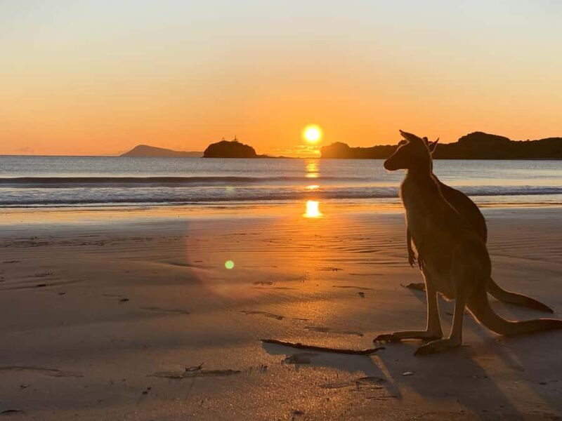 From Mackay: Wallabies on the Beach Sunrise Trip - The Experience: What to Expect from Start to Finish