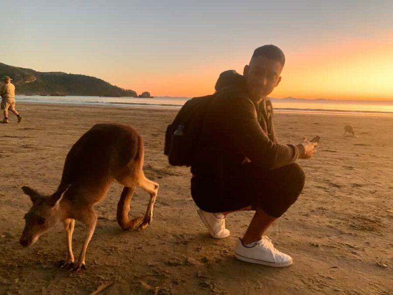From Mackay: Wallabies on the Beach Sunrise Trip - What Could Be Better?