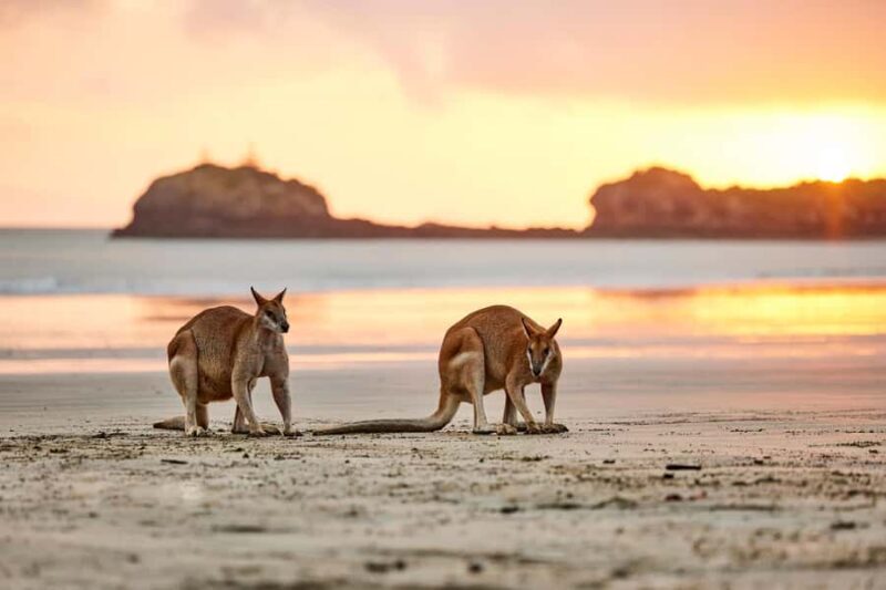 From Mackay: Wallabies on the Beach Sunrise Trip - Who Will Love This Tour?