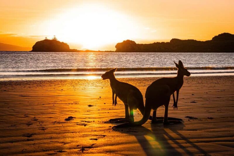 From Mackay: Wallabies on the Beach Sunrise Trip - Frequently Asked Questions