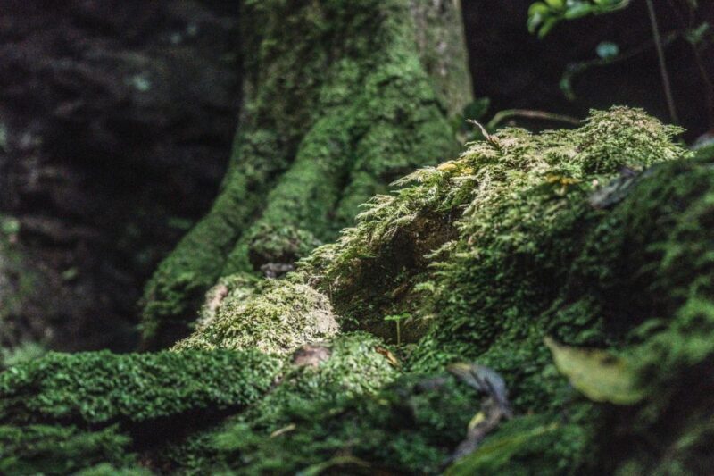 From Madalena: Pico Volcanoes and Lakes Guided Day Tour - Final Thoughts