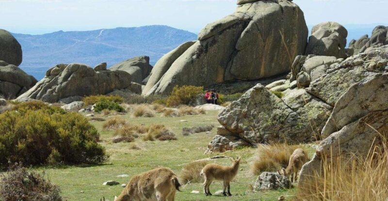From Madrid: Sierra de Guadarrama Hiking Day Trip - A Closer Look at the Experience