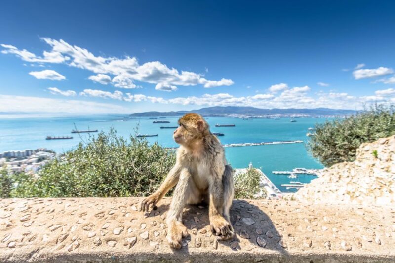 From Malaga and Costa del Sol: Gibraltar Sightseeing Tour - Key Points: