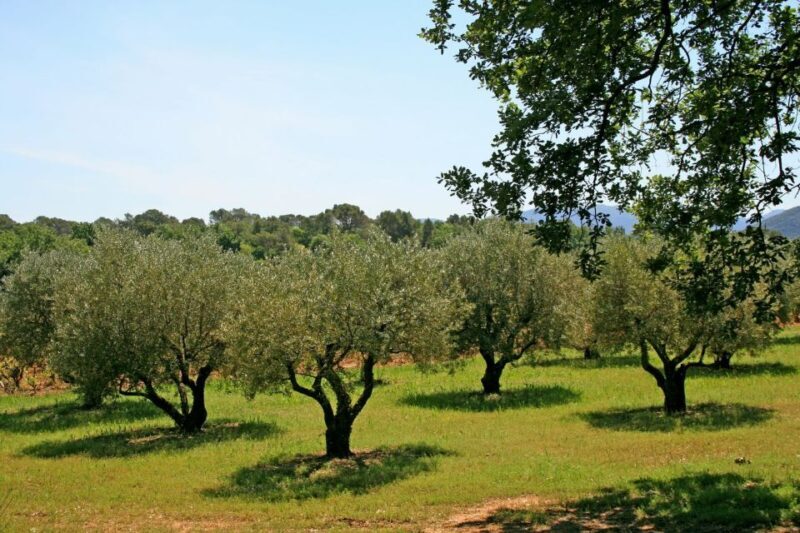 From Málaga: El Saltillo Gorge and White Village Hiking Tour - Key Points