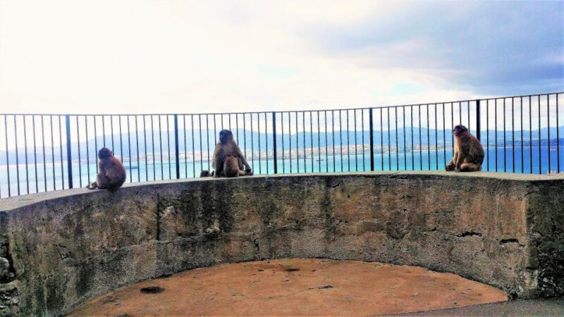 From Málaga or Marbella: Private Gibraltar Tour - Practical Tips