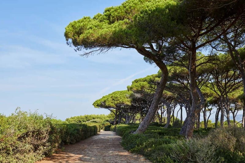 From Mandelieu: St. Marguerite Island Roundtrip Ferry Ride - Key Points