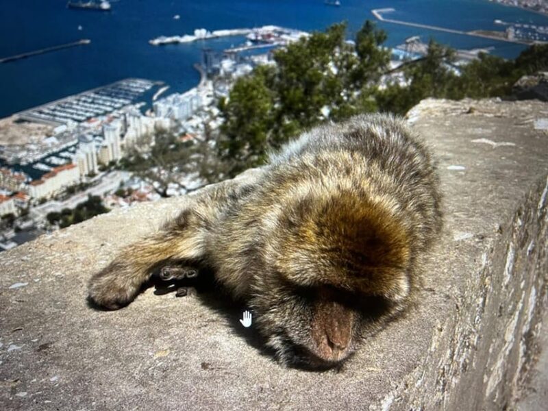 From Marbella/Estepona: VIP Gibraltar Tour Monkeys + Nature Reserve + Shopping - FAQ