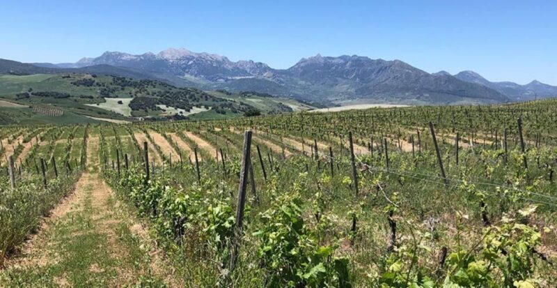 From Marbella: Ronda Tour Wineries Tour with Lunch - Exploring the Ronda Wineries and Town from Marbella: A Detailed Review