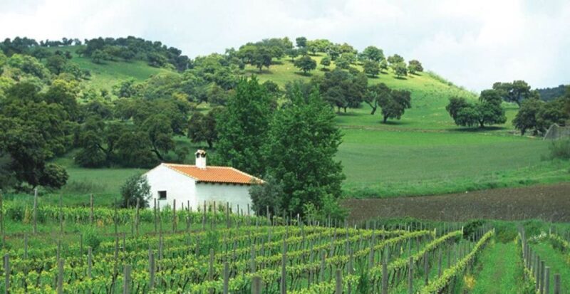 From Marbella: Ronda Tour Wineries Tour with Lunch - Key Points