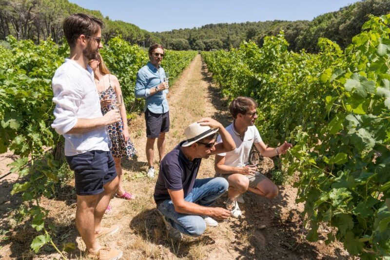 From Marseille: Bandol & Cassis Full-day Wine tour - Key Points  